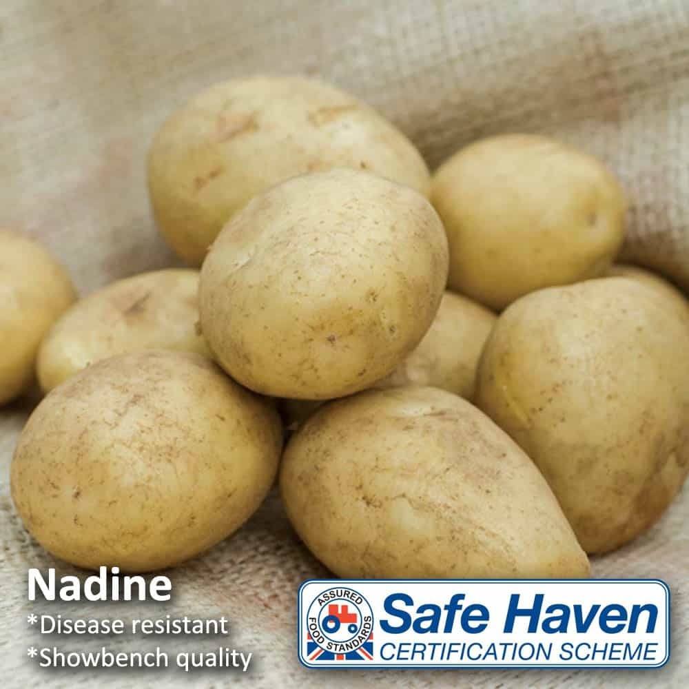 Second earlies seed potatoes – Pleveys Garden World